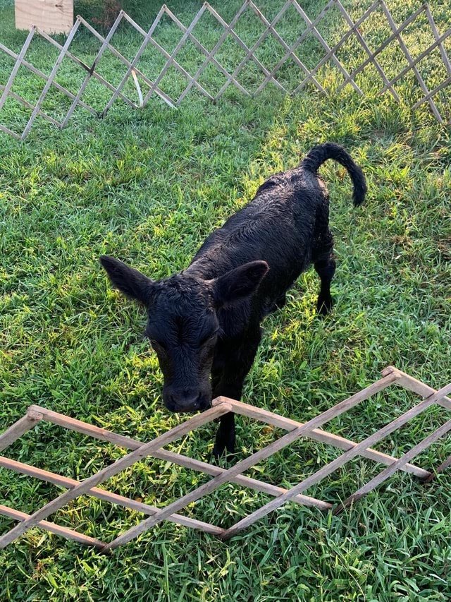 Orphan calf , farm is taking care of him until he can join other cows ...