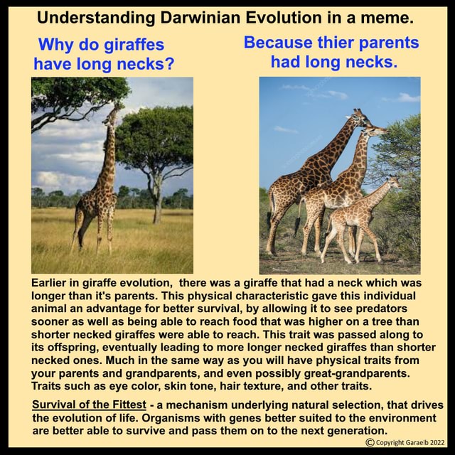 Understanding Darwinian Evolution in a meme. Why do giraffes Because ...