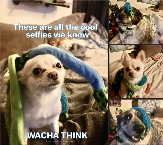 These are all the cool selfies we know WACHA THINK went No co - America ...