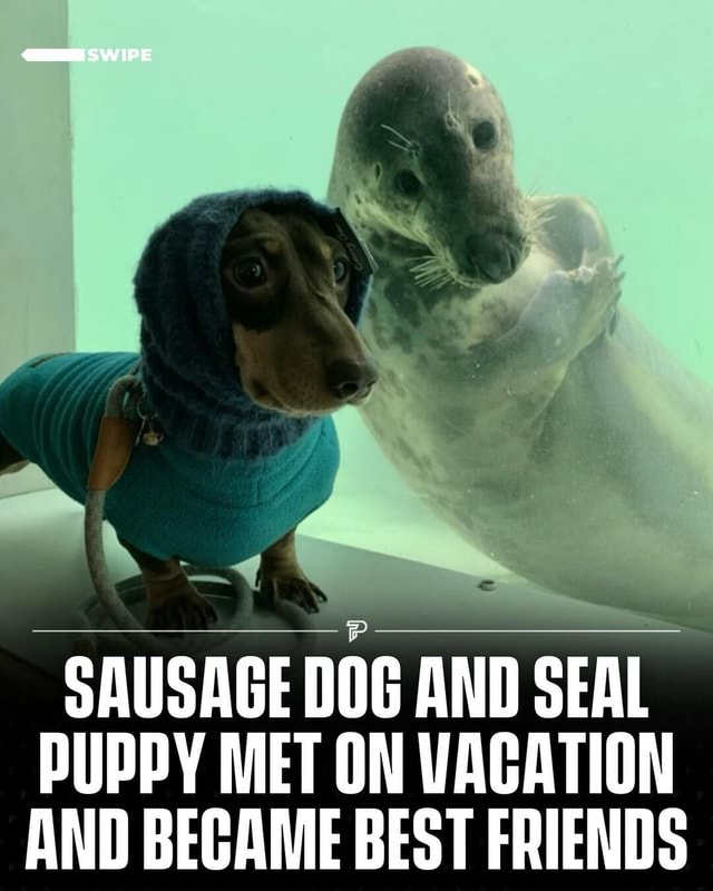Stanley, a dachshund, visited the Sea Life Trust Cornish Seal Sanctuary ...
