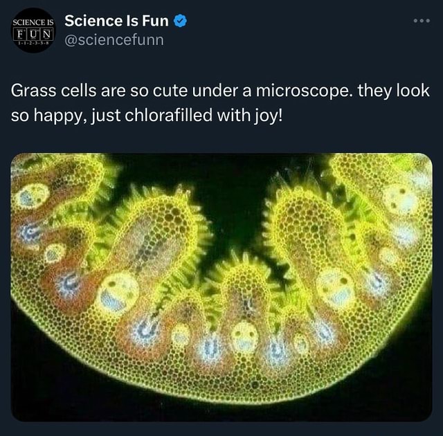 No problem! Here are some fun facts about grass cells: 1. Efficient Sun ...
