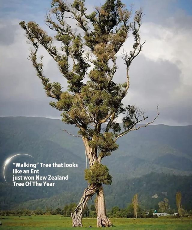 Tolkien loved trees, which is why they play such a big role in his ...