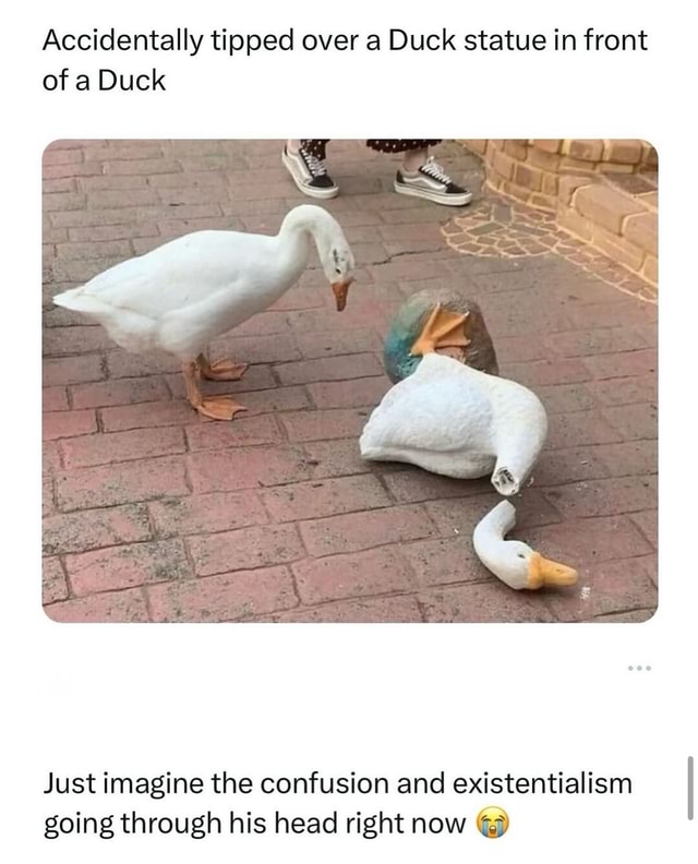 Poor duck 😂😭 - Accidentally tipped over a Duck statue in front of a ...