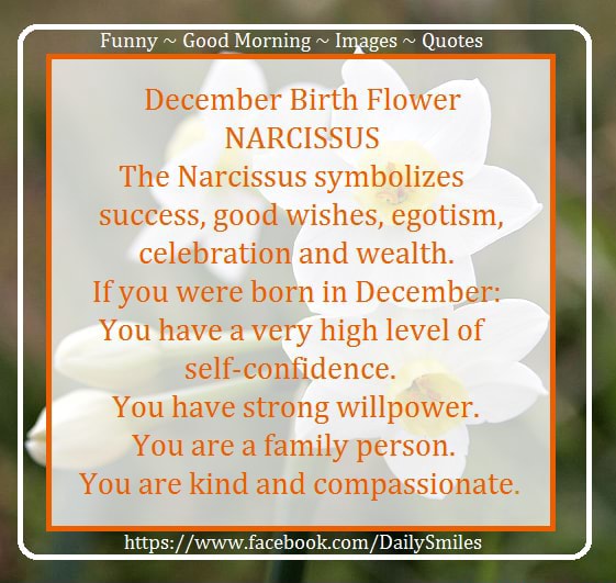 December Birth Flower.. .......Narcissus....... "Happy Birthday" to all ...