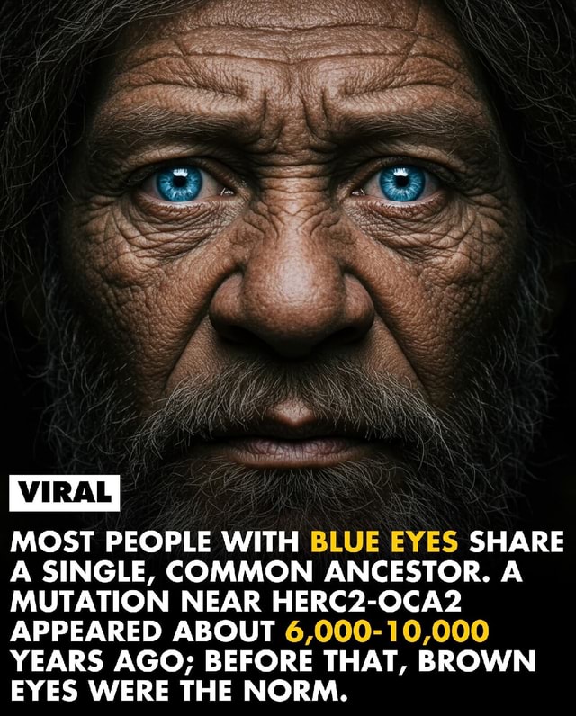 MOST PEOPLE WITH BLUE EYES SHARE A SINGLE, COMMON ANCESTOR. A MUTATION ...