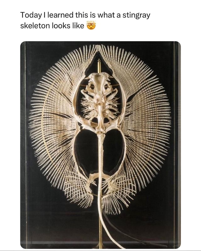 How many bones do they have memes explore funny science photography ...