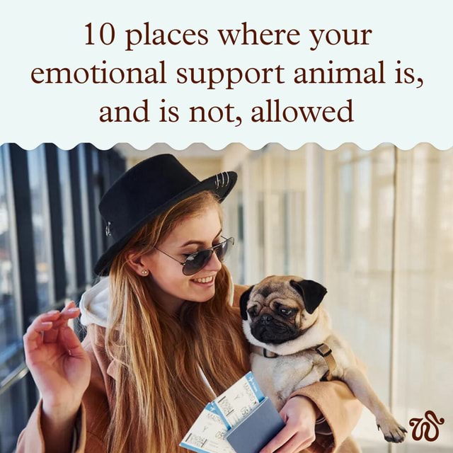 Despite what some might think, emotional support animals are not ...