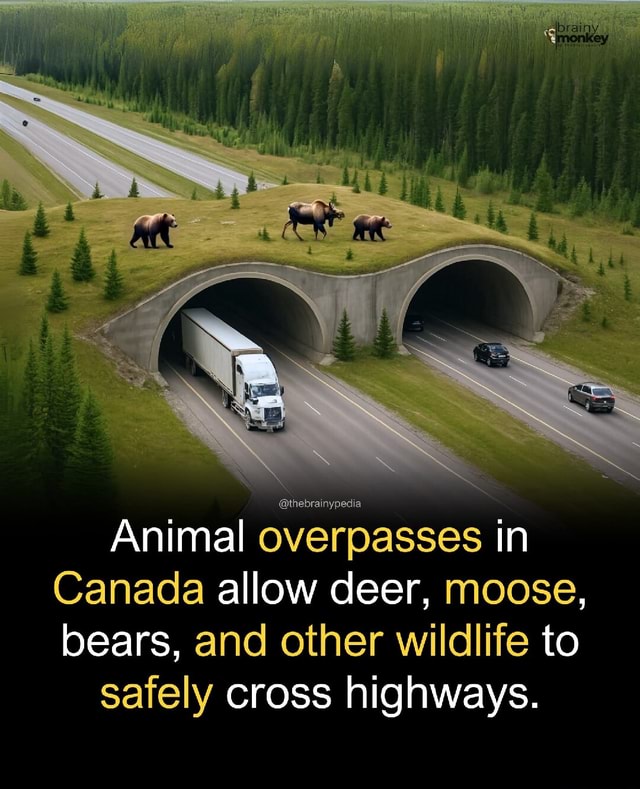 @thebrainypedia Animal overpasses in Canada allow deer, moose, bears ...