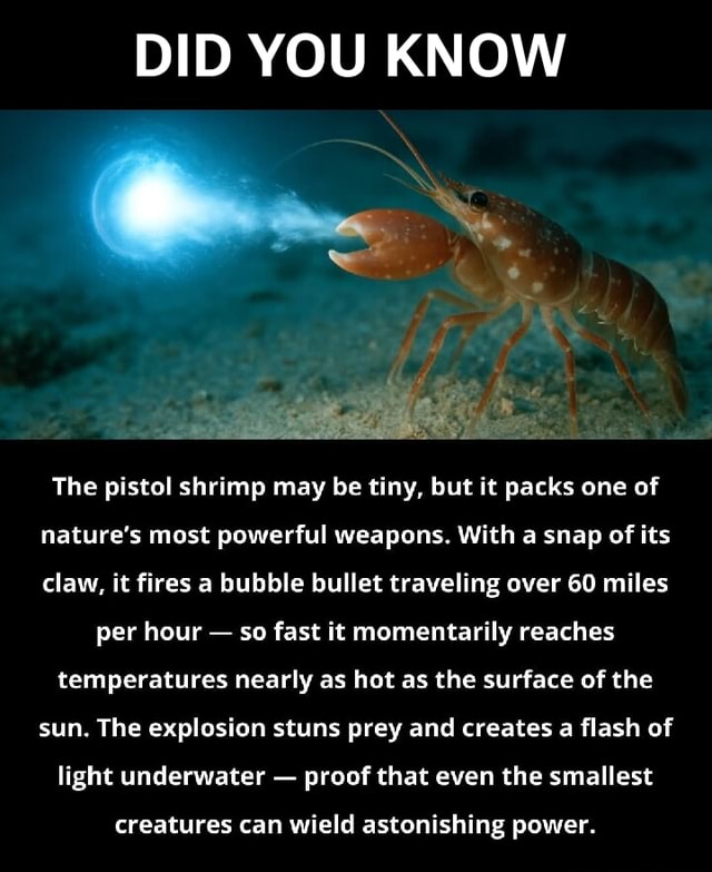DID YOU KNOW The pistol shrimp may be tiny, but it packs one of nature ...