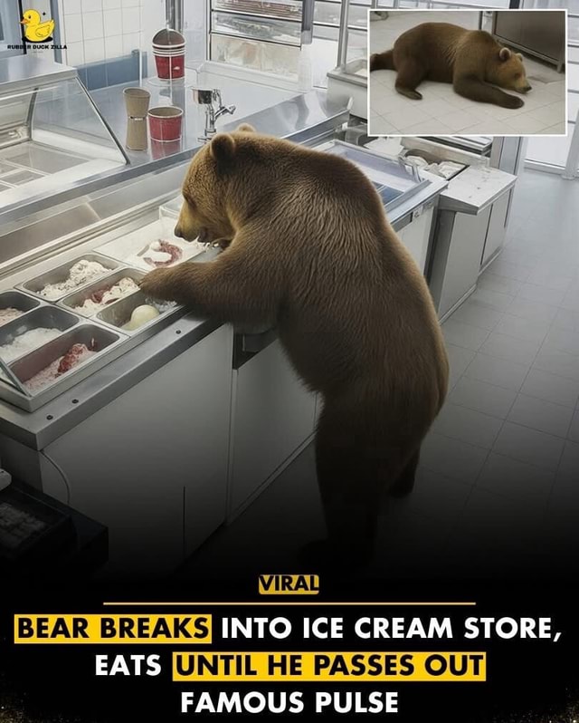 VIRAL BEAR BREAKS) INTO ICE CREAM STORE, EATS HE PASSES OUT FAMOUS ...