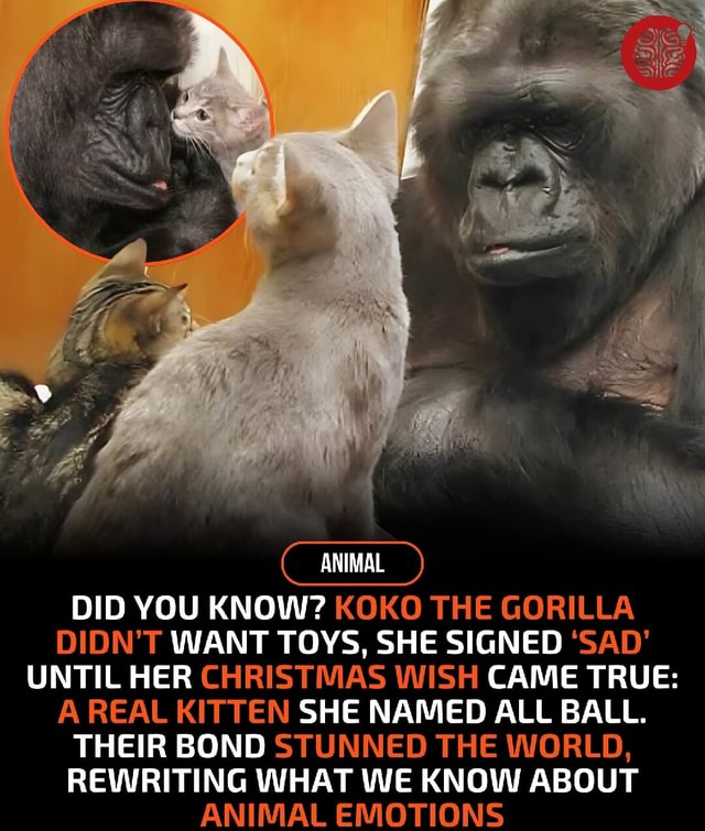 I I ANIMAL DID YOU KNOW? KOKO THE GORILLA DIDN'T WANT TOYS, SHE SIGNED ...