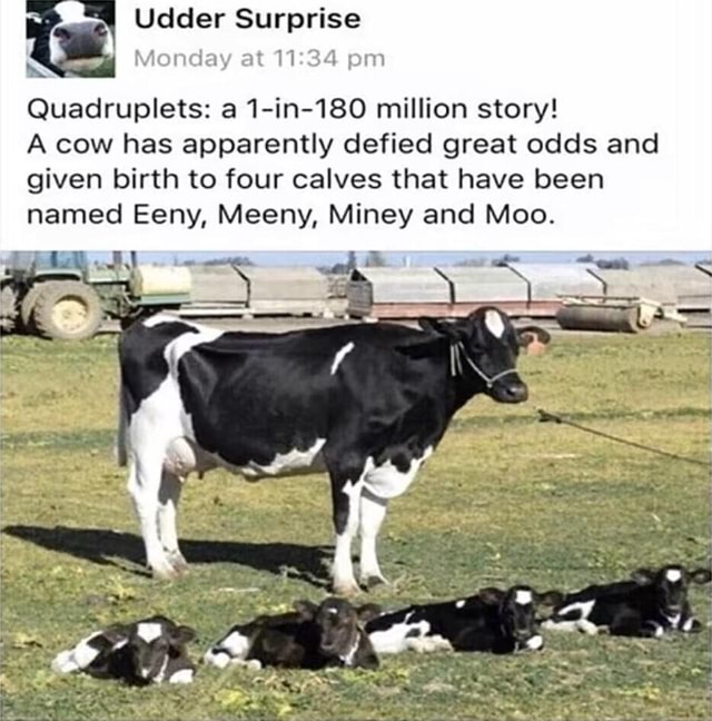 Udder Surprise Monday at pm Quadruplets: 1-in-180 million story! A cow ...