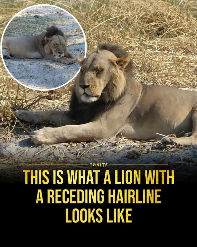 THIS IS WHAT A LION WITH A RECEDING HAIRLINE LOOKS LIKE - America’s ...