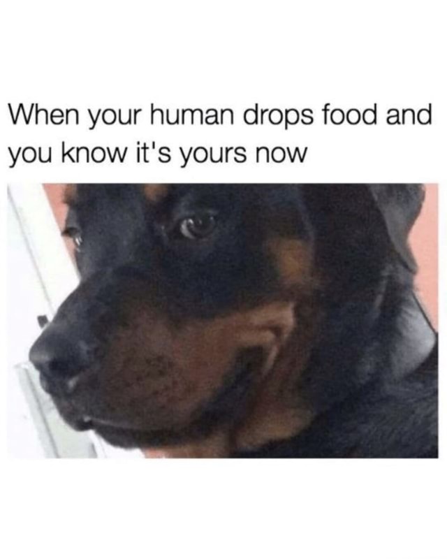 Hehehe🤭 Tag a friend 👇 Follow @idogsplanet for more . . #dogmemes # ...