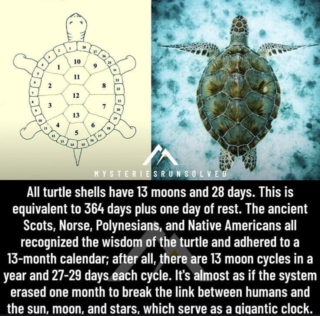 MYSTERIES RUNSOLVED All turtle shells have 13 moons and 28 days. This ...