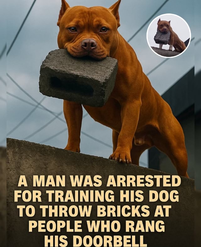A MAN WAS ARRESTED FOR TRAINING HIS DOG TO THROW BRICKS AT PEOPLE WHO ...