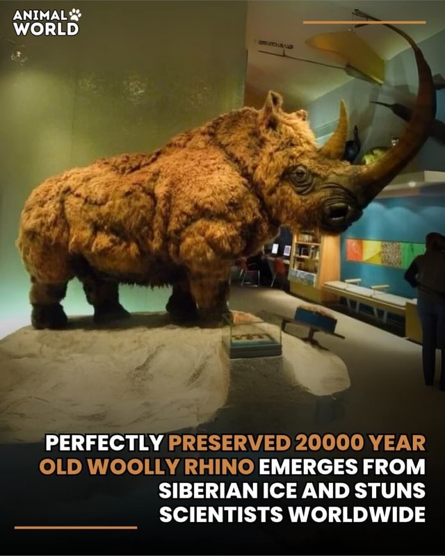 ANIMAL WORLD PERFECTLY PRESERVED 20000 YEAR OLD WOOLLY RHINO EMERGES ...