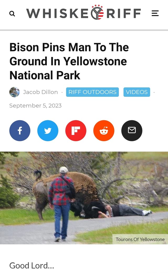WHISKEGRIFF = Bison Pins Man To The Ground In Yellowstone National Park ...