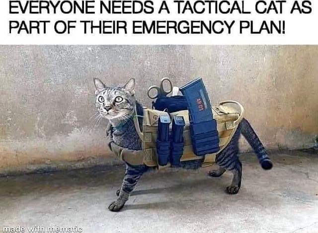 EVERYONE NEEDS A TACTICAL CAT AS PART OF THEIR EMERGENCY PLAN ...