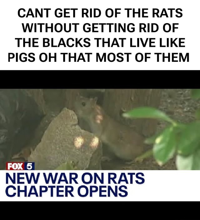 CANT GET RID OF THE RATS WITHOUT GETTING RID OF THE BLACKS THAT LIVE ...