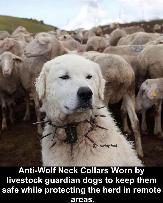 The collar base protects the dog’s throat and carotid arteries, while ...