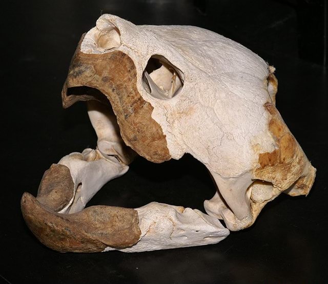 Alligator snapping turtle skull - America’s best pics and videos