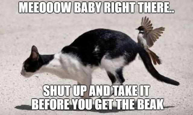 MEEQOOW BABY RIGHT THERE. SHUT UP AND TAKE IT BEFORE YOU GET THE BEAK ...