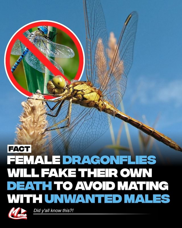 Female dragonflies use an extreme tactic to get rid of unwanted suitors ...
