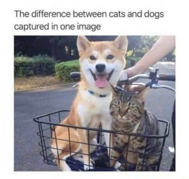 The difference between cats and dogs captured in one image - America’s ...