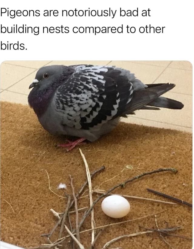 Pigeons are notoriously bad at building nests compared to other birds ...
