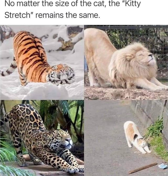 No matter the size of the cat, the "Kitty Stretch" remains the same ...