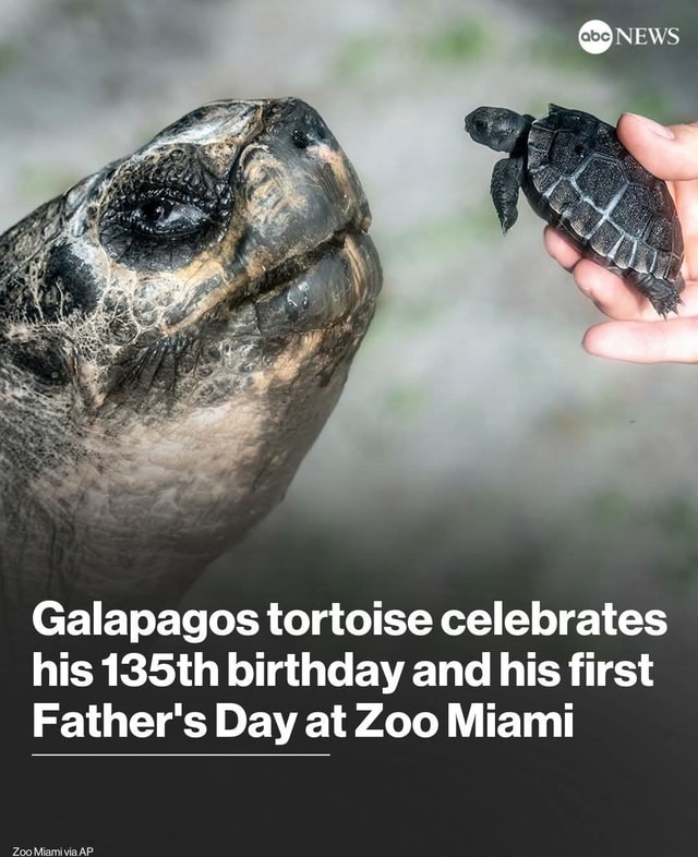 NEWS Galapagos tortoise celebrates his 135th birthday and his first ...