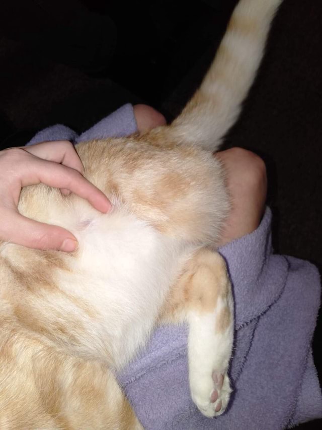 Amputee cat had pea size lumps that have turned into a ping pong ball ...