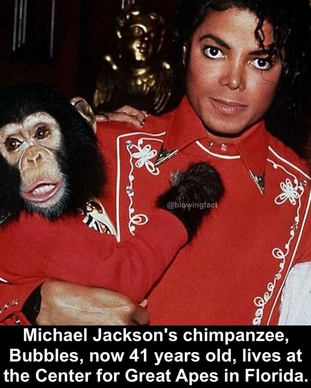 Michael Jackson’s chimpanzee, Bubbles, now 41 years old, lives at the ...