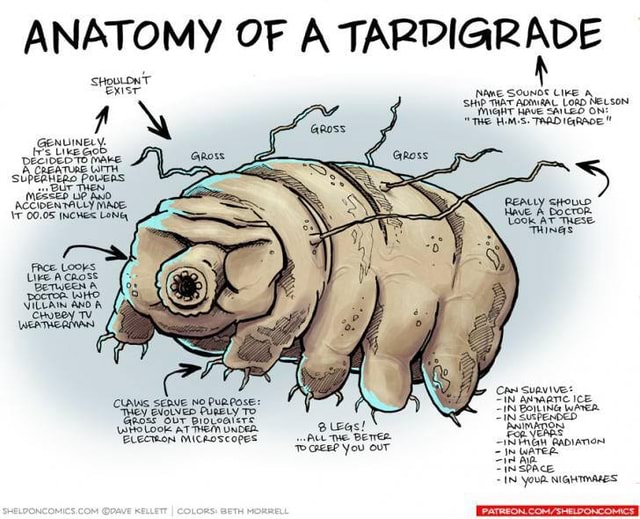 Anatomy... basically. - ANATOMY OF A TARDIGRADE FRCE WHO - America’s ...