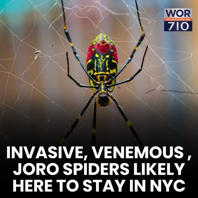 Unsettlingly large ‘flying’ Joro spiders with 4-inch legs are likely to ...