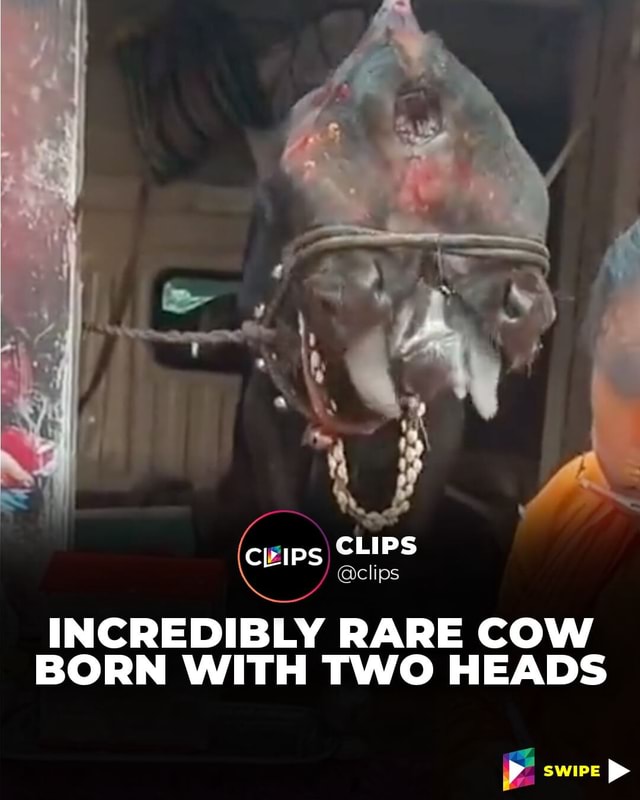 Polycephaly is the condition of having more than one head The term is ...