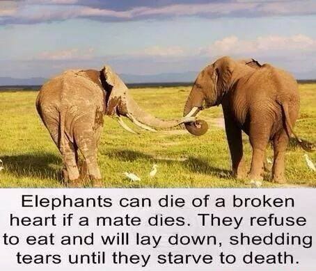 Elephants can die of a broken heart if a mate dies. They refuse to eat ...