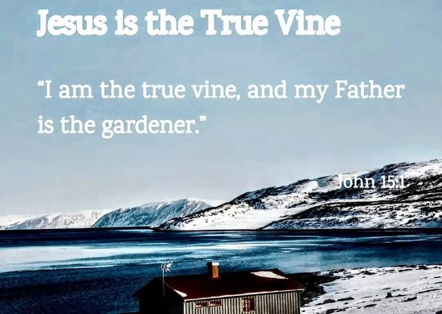 Jesus is the True Vine "I am the true vine, and my Father is the ...