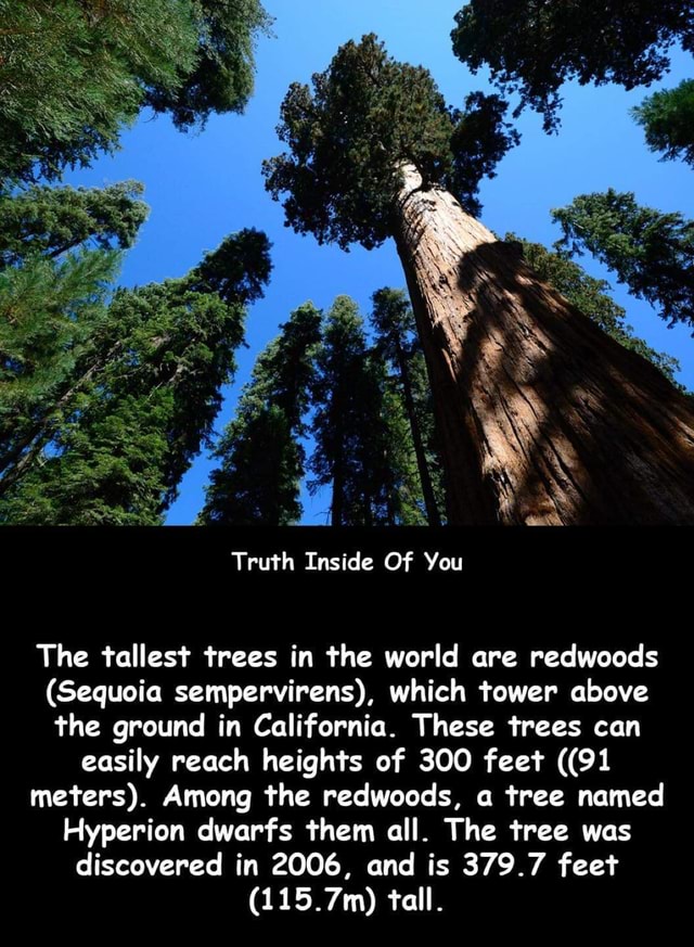 Truth Inside Of You The tallest trees in the world are redwoods ...