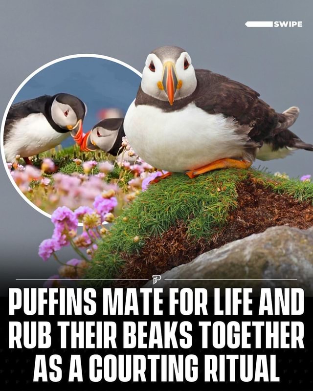 Puffins are known for their lifelong mating bonds, engaging in a ...