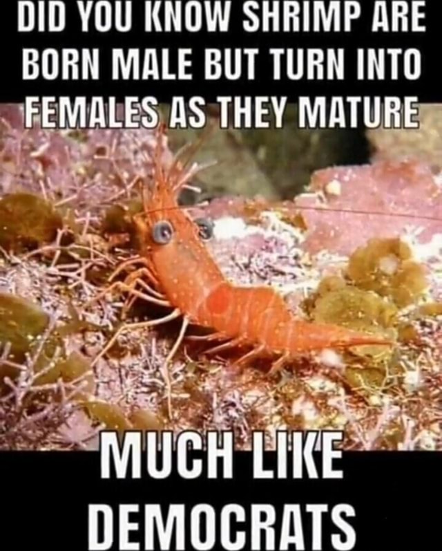 DID YOU KNOW SHRIMP ARE BORN MALE BUT TURN INTO FEMALES AS THEY MATURE ...