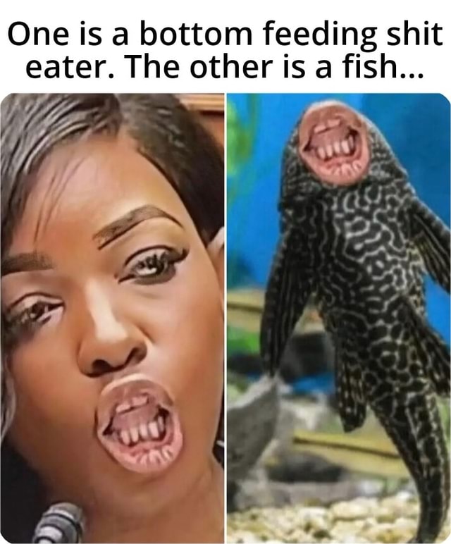 One is a bottom feeding shit eater. The other is a fish... - America’s ...