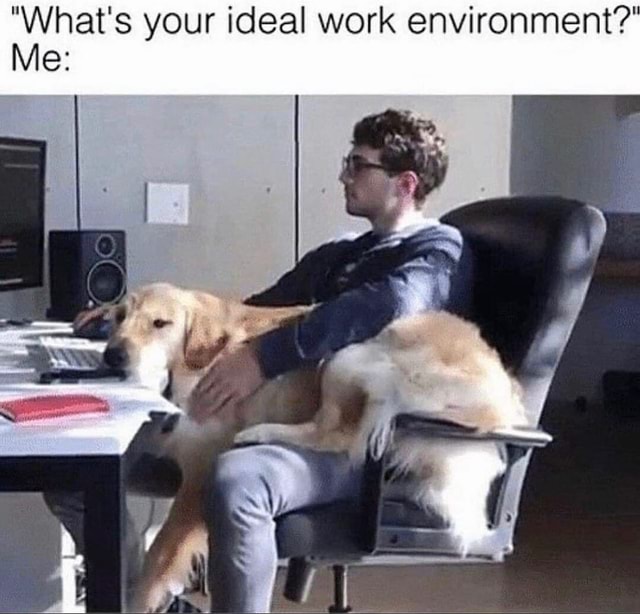 Yes please! - "What's your ideal work environment?" Me: - America’s ...