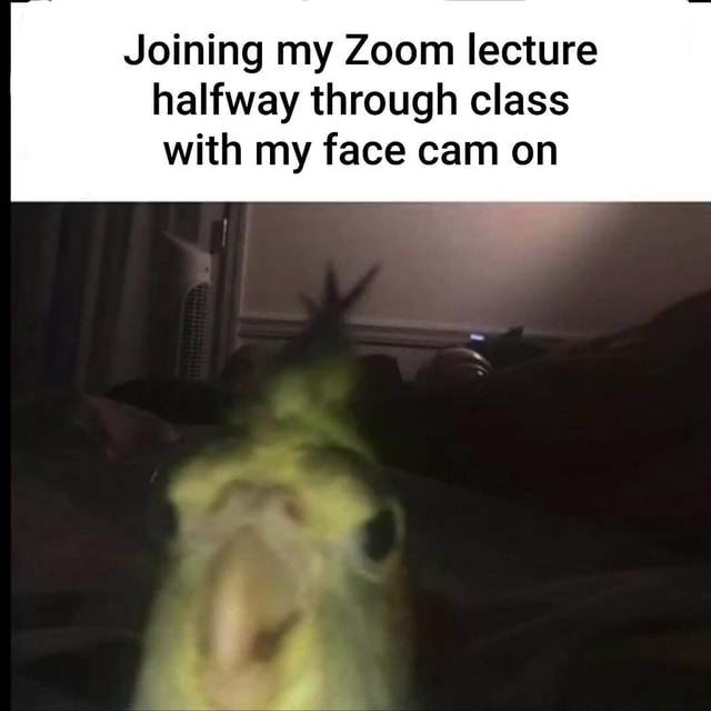 Joining my Zoom lecture halfway through class with my face cam on ...