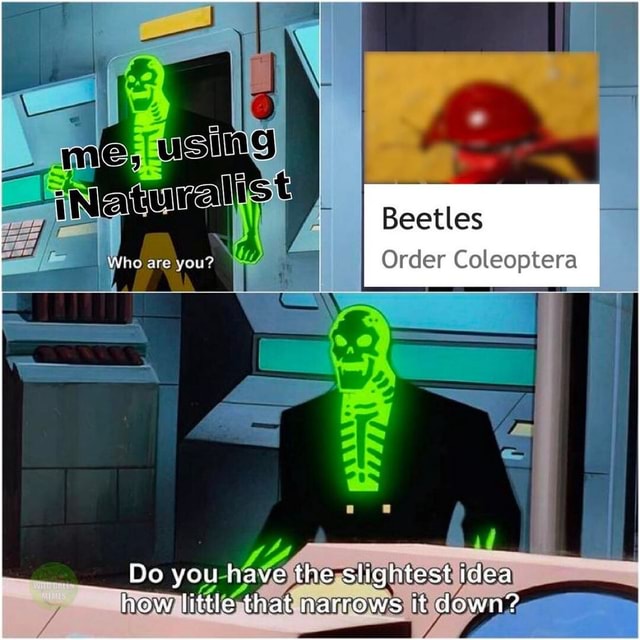 🪲 Meme credit: @beingevolved - Beetles Order Coleoptera Do you have the ...