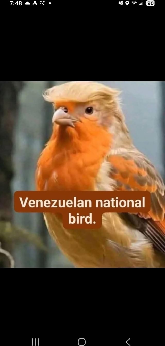 SAG NEO will ED Venezuelan national bird. - America’s best pics and videos