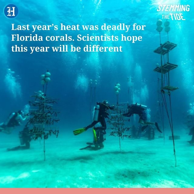 Last year’s historic marine heat wave turned Florida’s coral reefs into ...