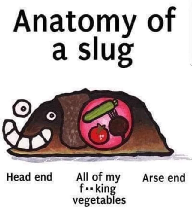 Anatomy of a slug Head end All of my Arse end aa king vegetables ...