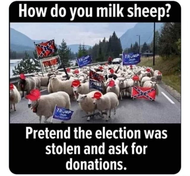 How do you milk sheep? - How do you milk sheep? Pretend the election ...